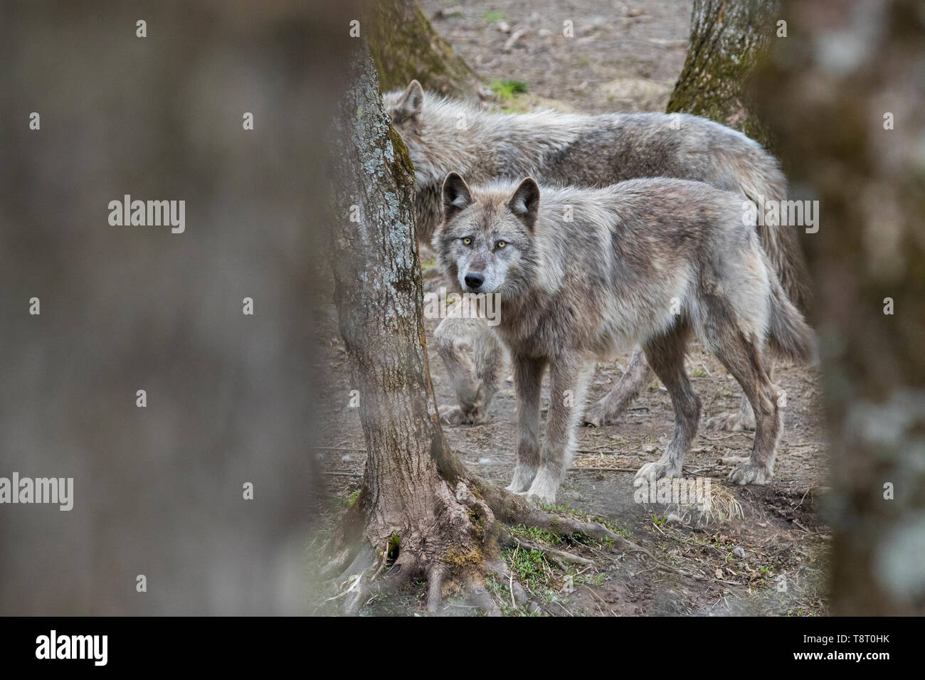 Grey wolves in spring hi-res stock photography and images - Alamy