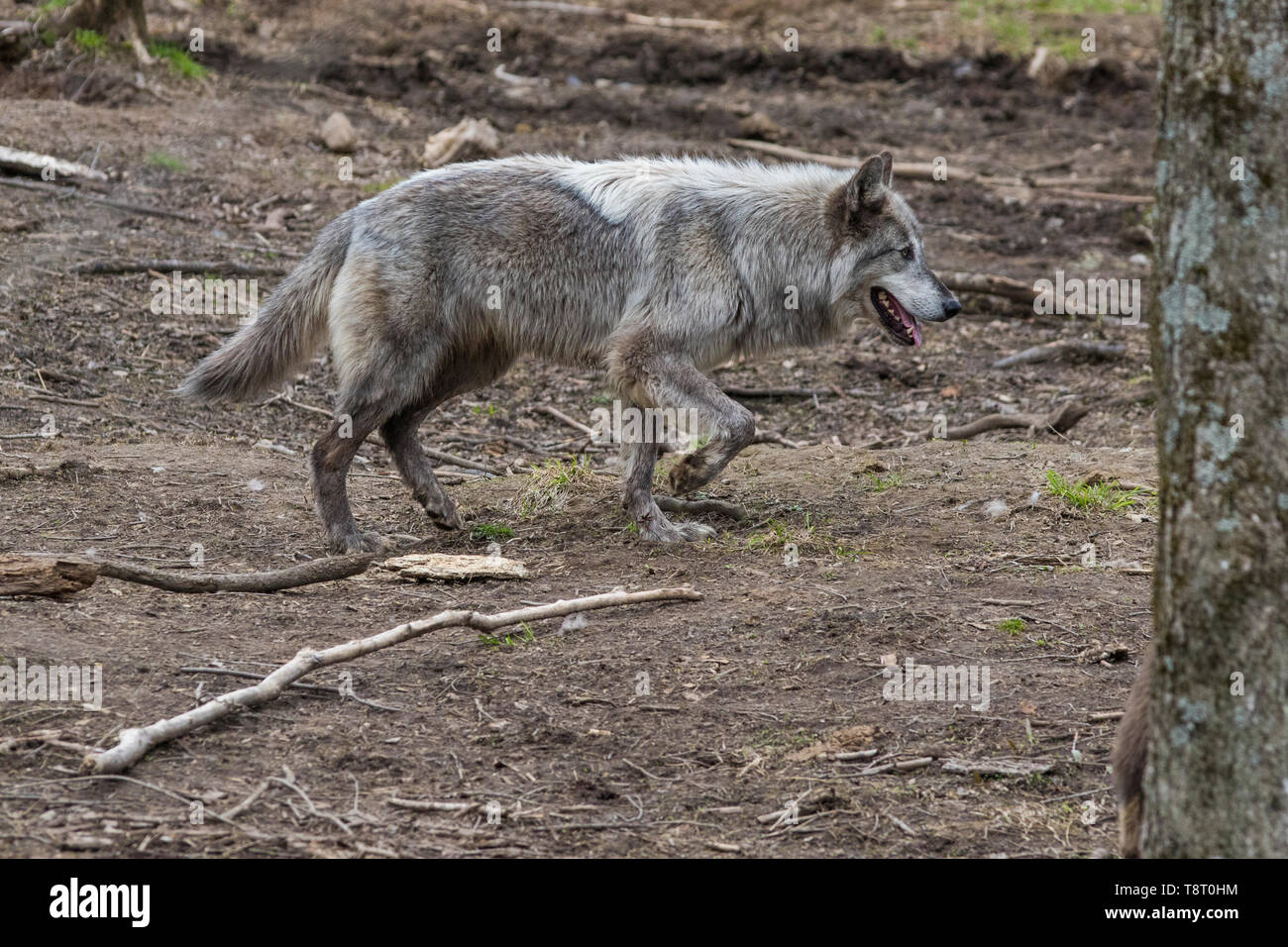 grey wolves in spring Stock Photo - Alamy
