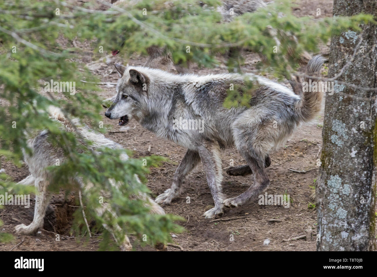 Howling group of wolves hi-res stock photography and images - Alamy
