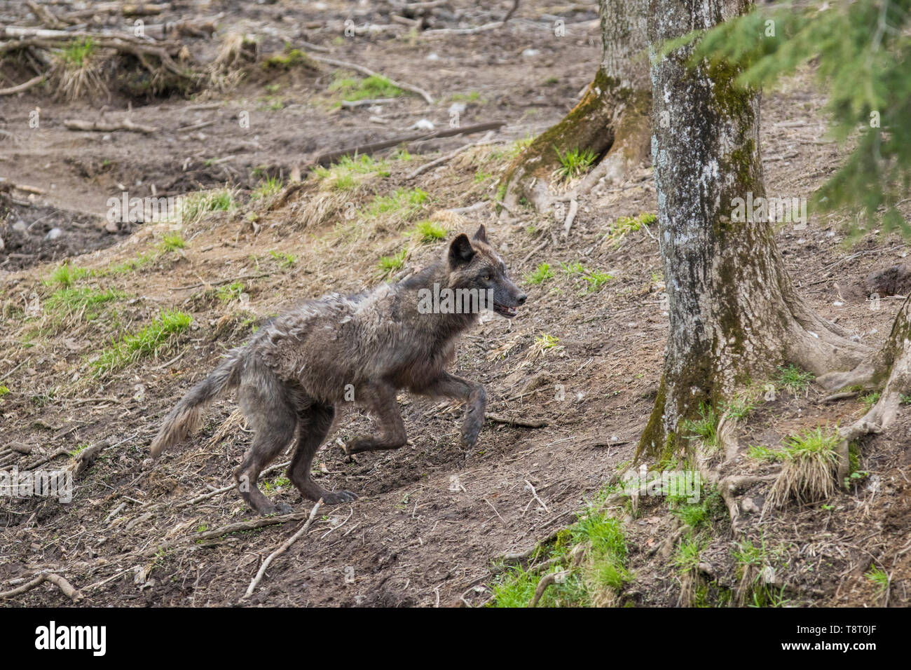 Howling Group Of Wolves High Resolution Stock Photography and Images ...