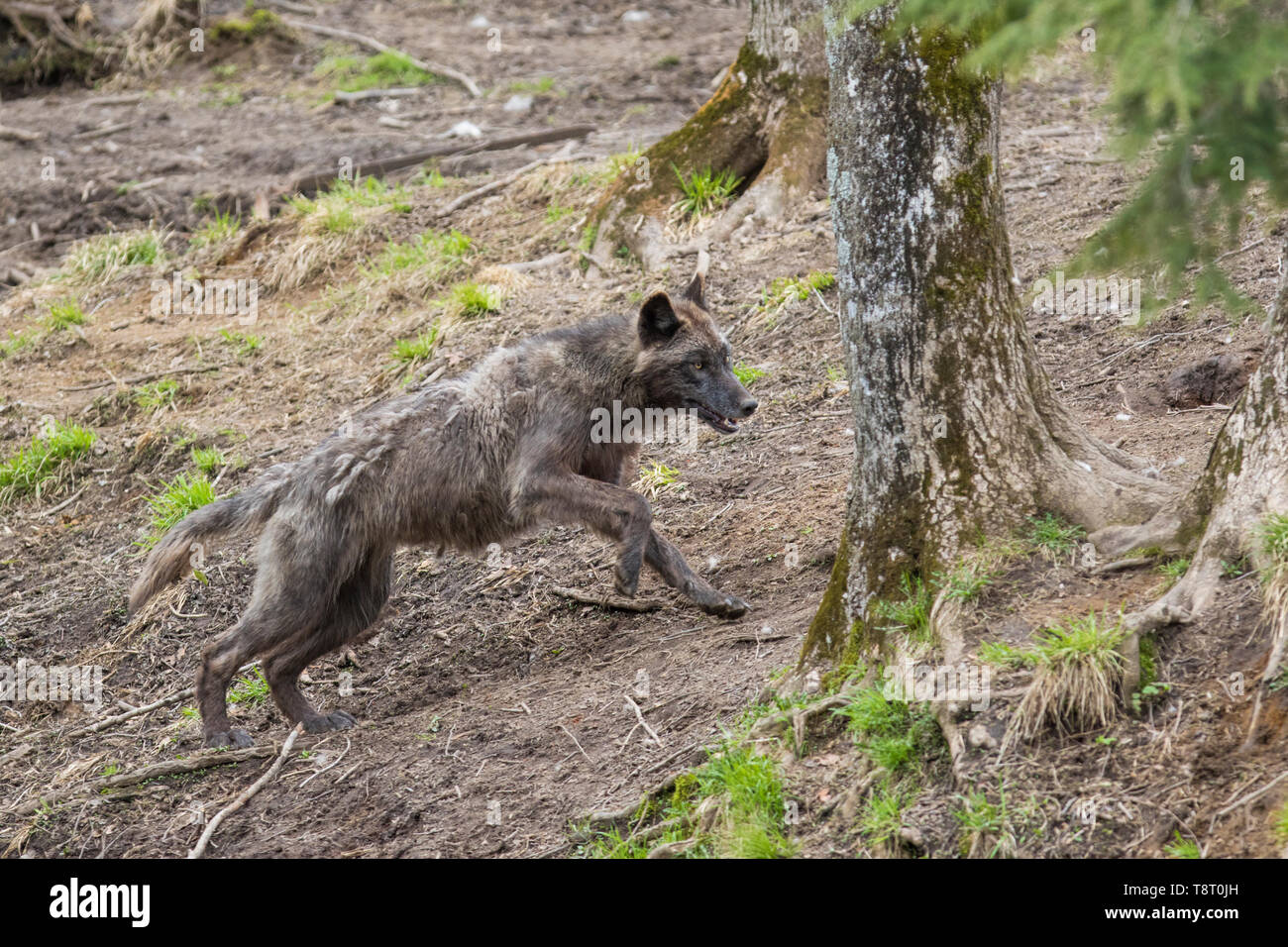 Howling group of wolves hi-res stock photography and images - Alamy