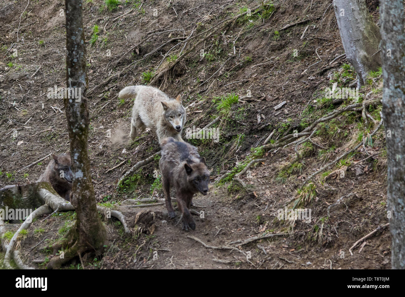 Canadian timber wolves hi-res stock photography and images - Alamy