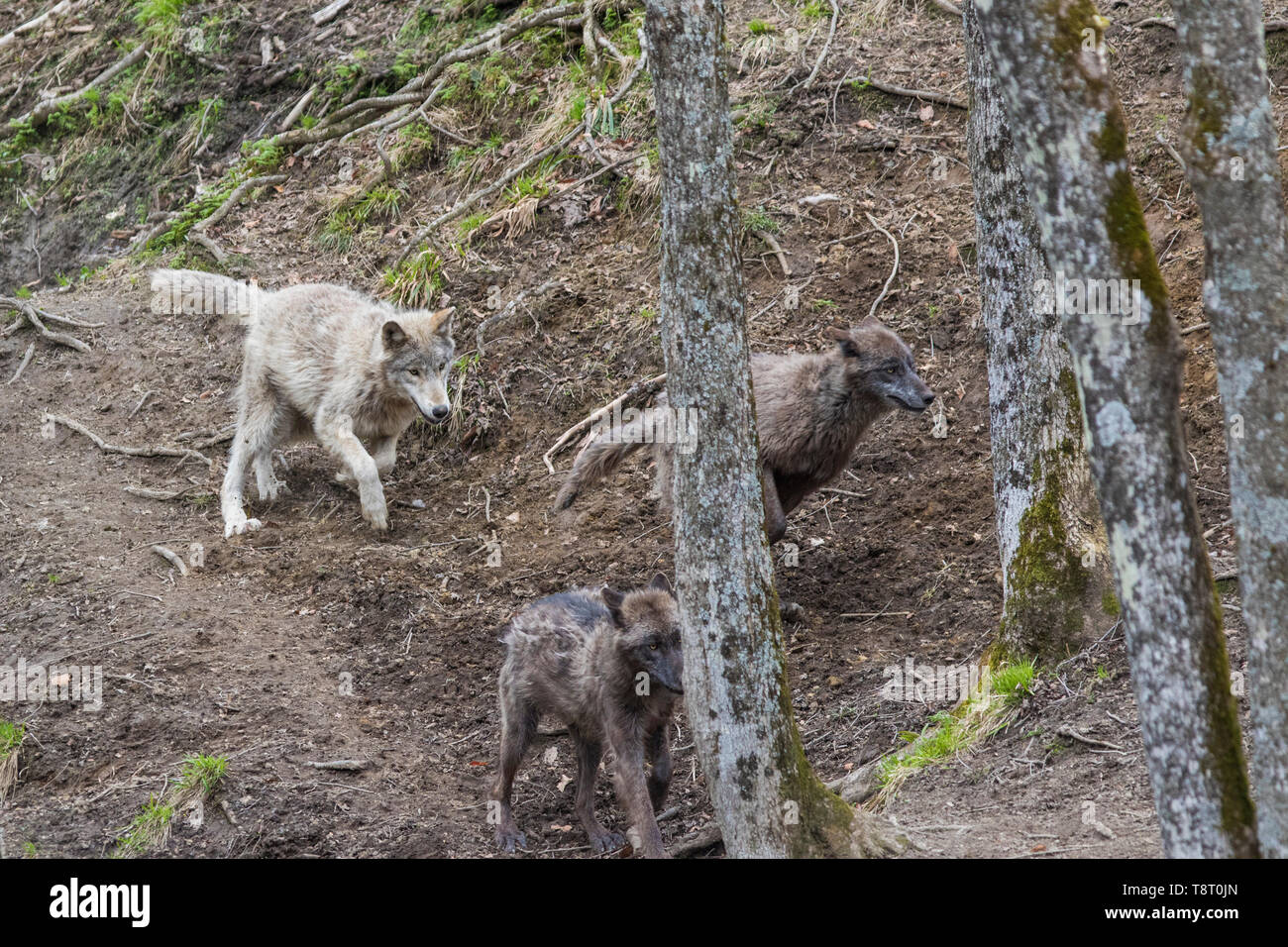 Howling group of wolves hi-res stock photography and images - Alamy