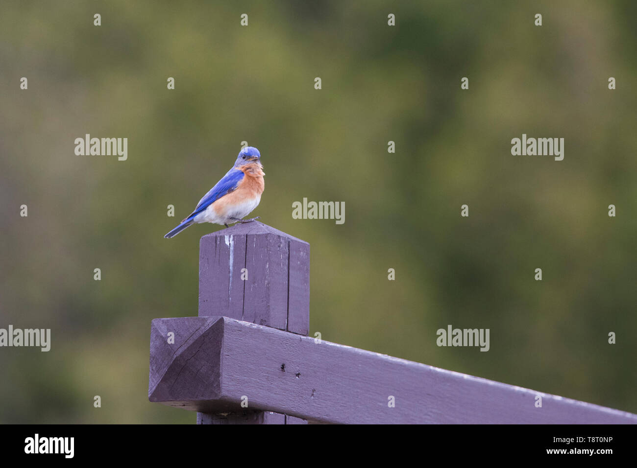 eastern bluebird in spring Stock Photo - Alamy