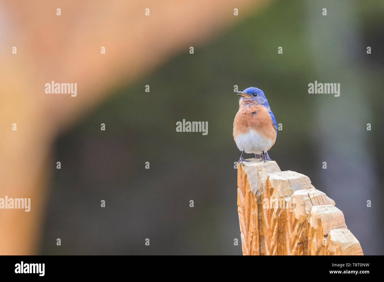 Eastern bluebirds hi-res stock photography and images - Alamy