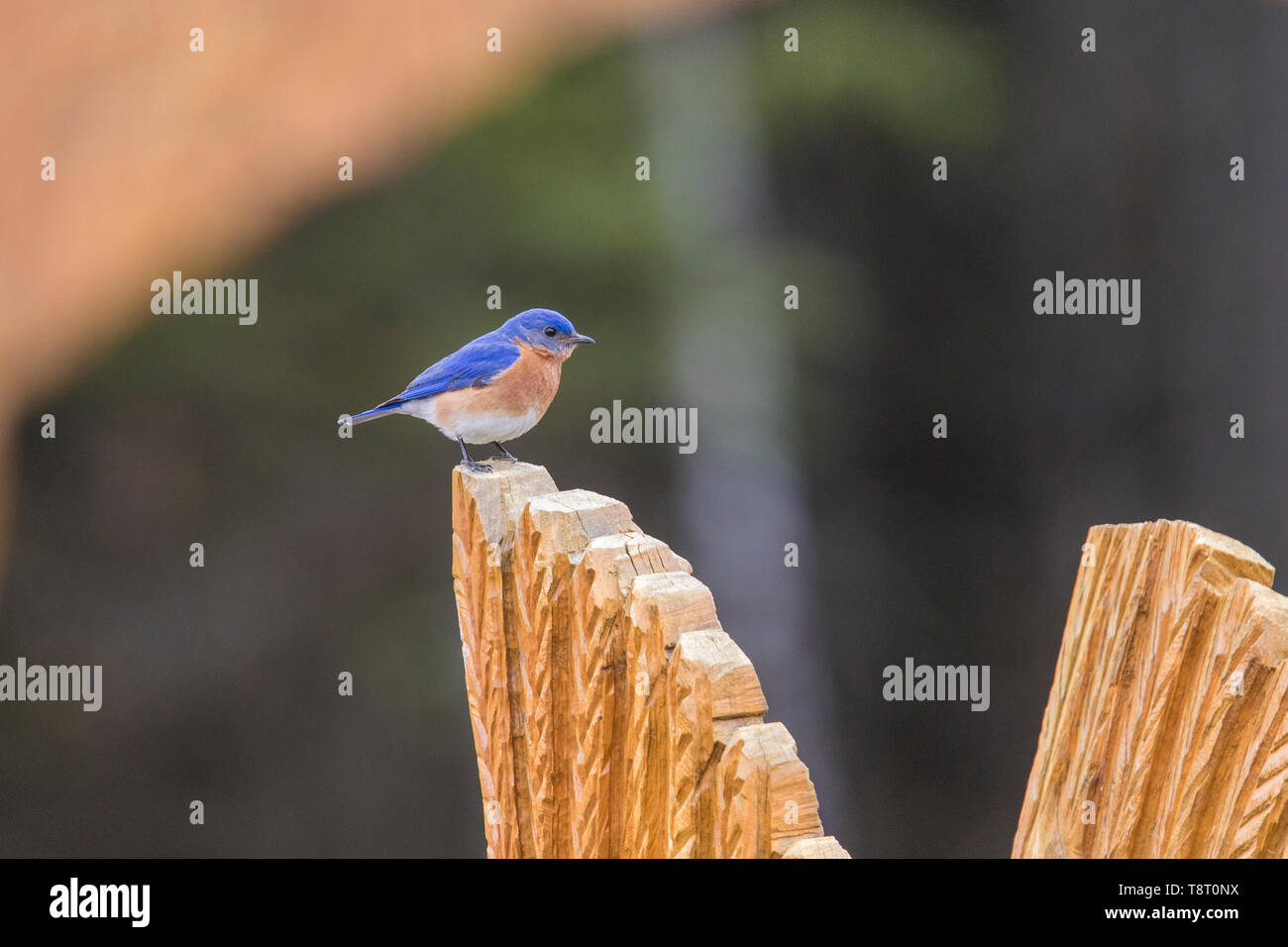 eastern bluebird in spring Stock Photo - Alamy