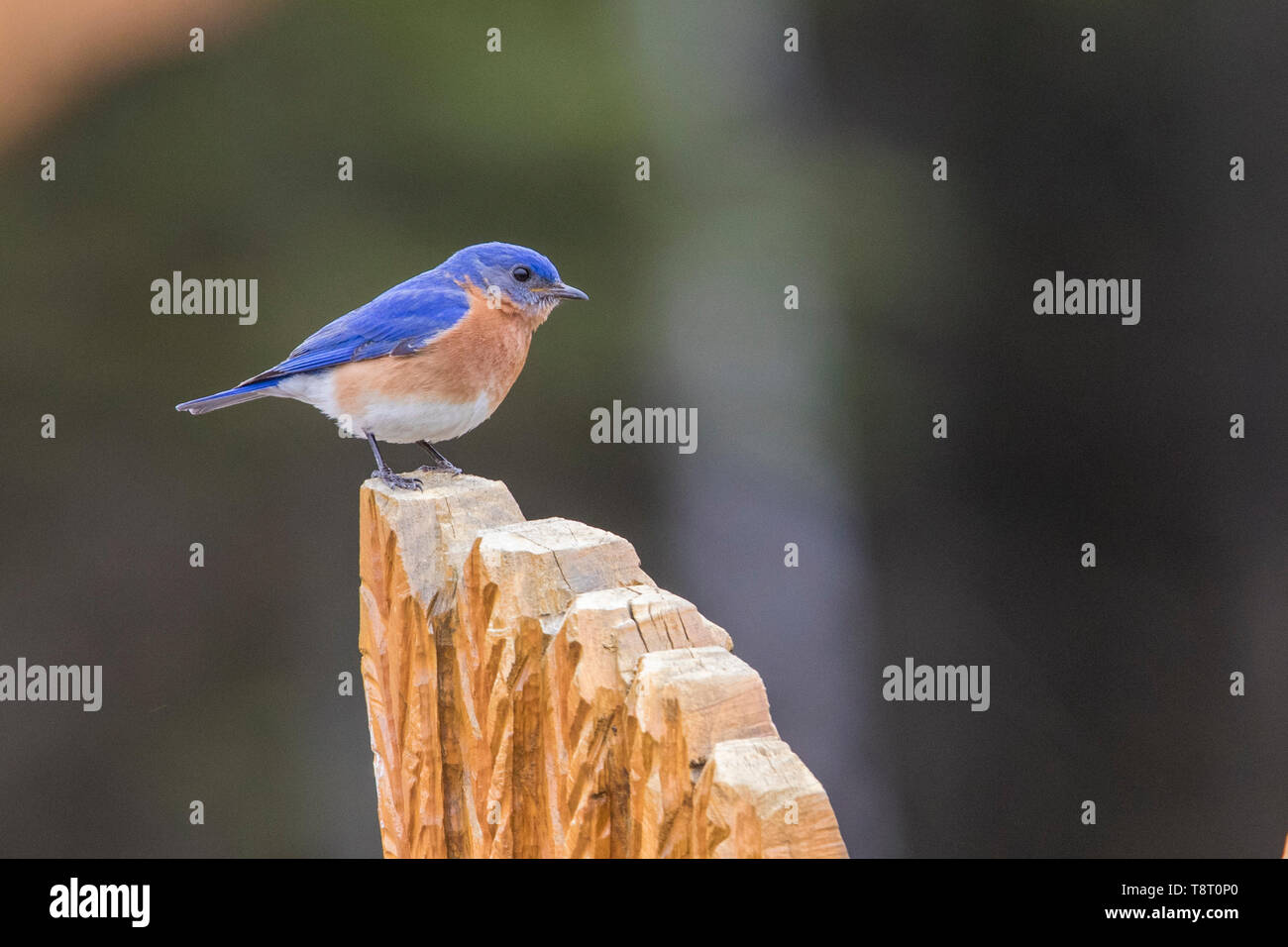 eastern bluebird in spring Stock Photo - Alamy
