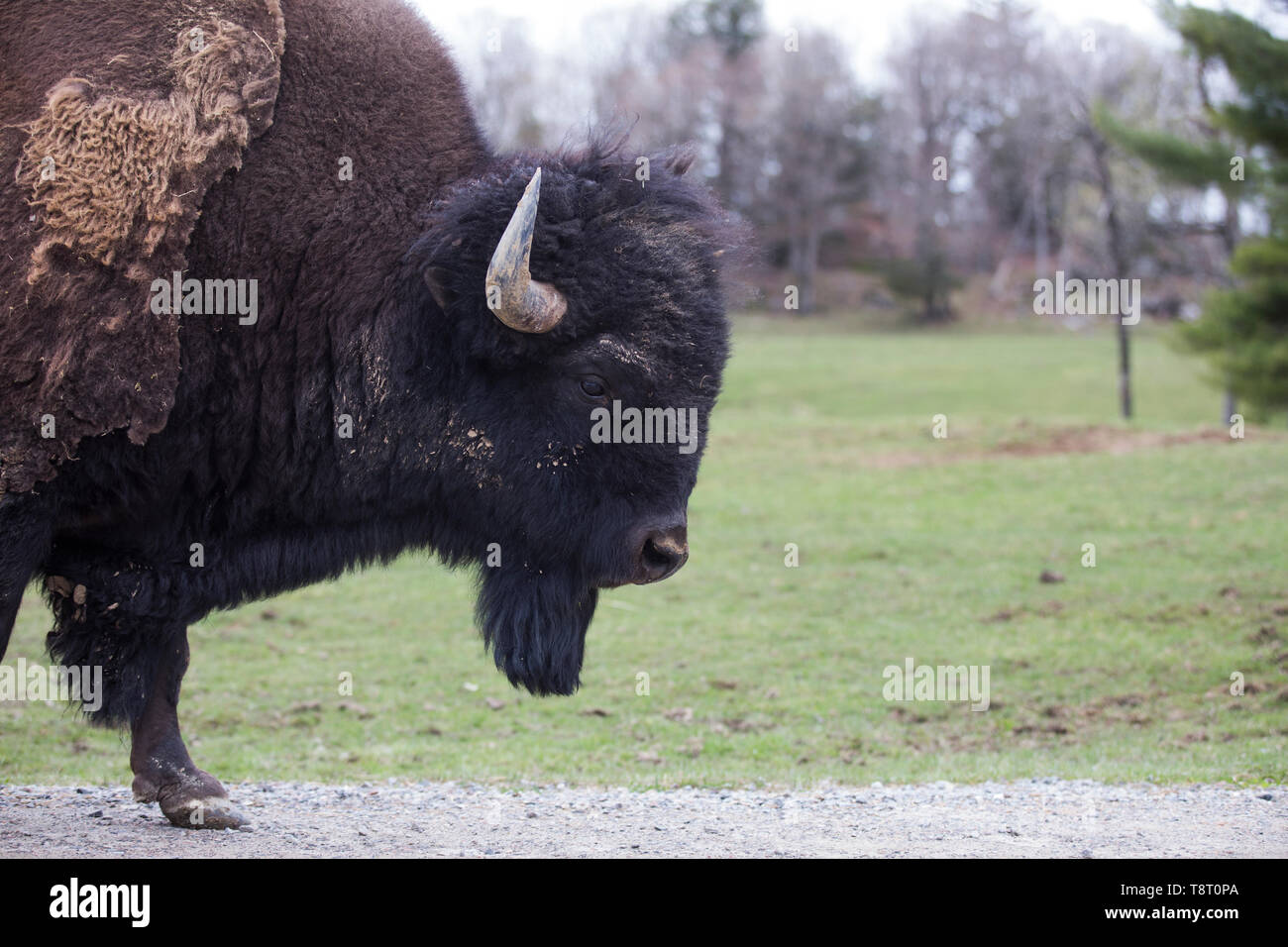 Huge male american bison portrait Stock Photo - Alamy
