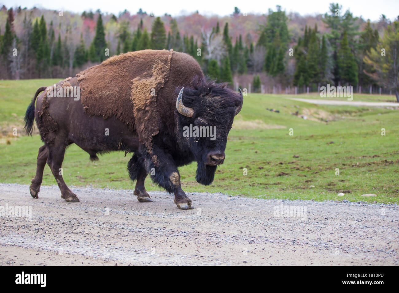 Huge male american bison portrait Stock Photo - Alamy