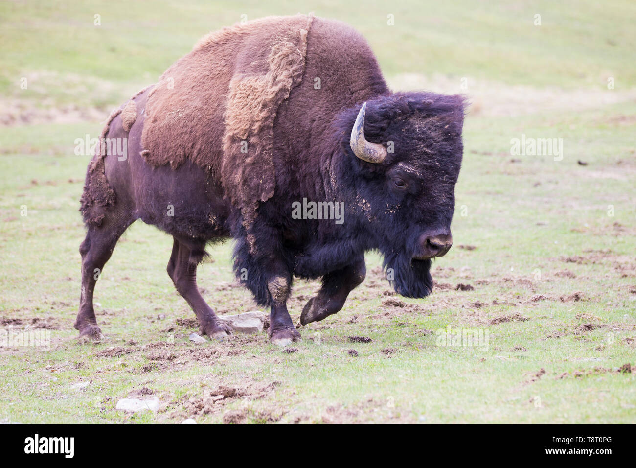 Huge male american bison portrait Stock Photo - Alamy