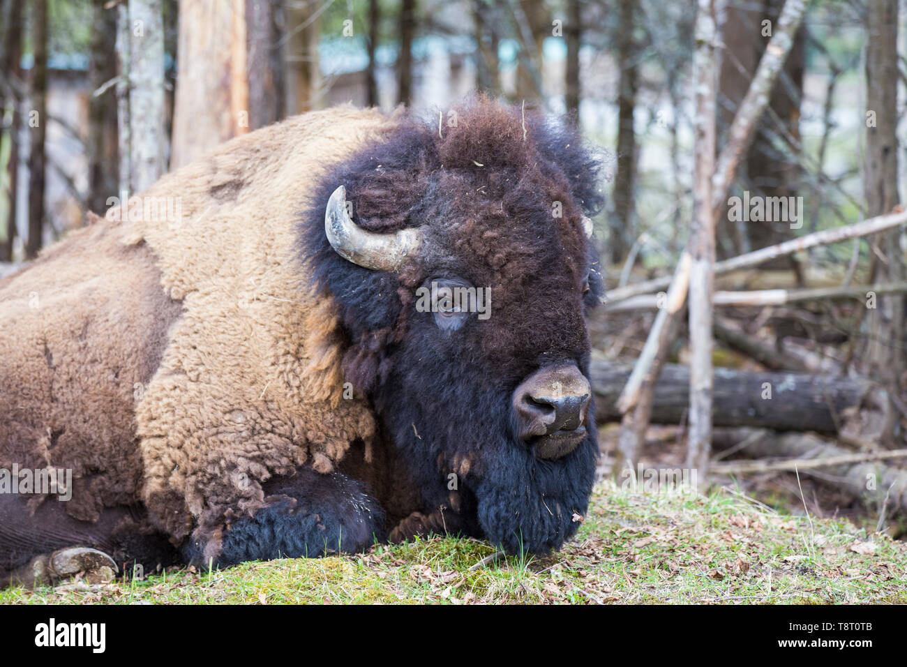 Huge male american bison portrait Stock Photo - Alamy