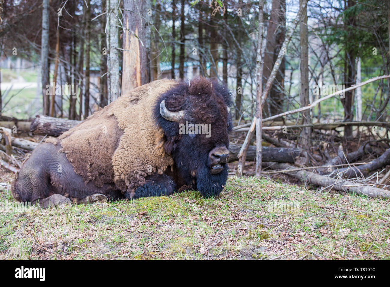 Huge male american bison portrait Stock Photo - Alamy