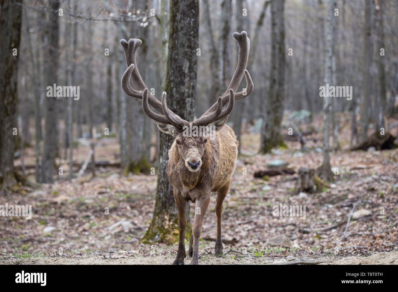 red deer stag in spring Stock Photo - Alamy