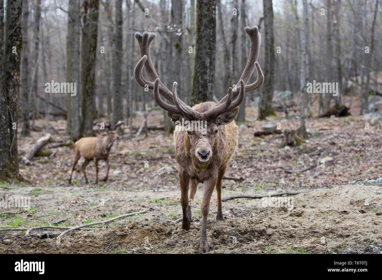 Red deer antler growth hi-res stock photography and images - Alamy