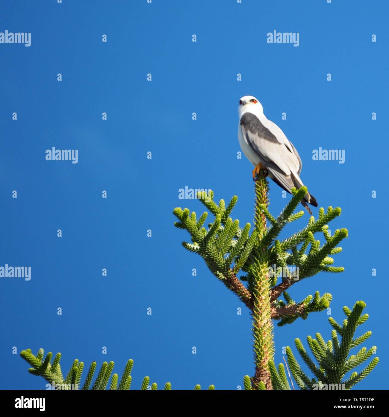 Angelic Raptor, Black Shouldered Kite bird, Elanus axillaris, in a ...