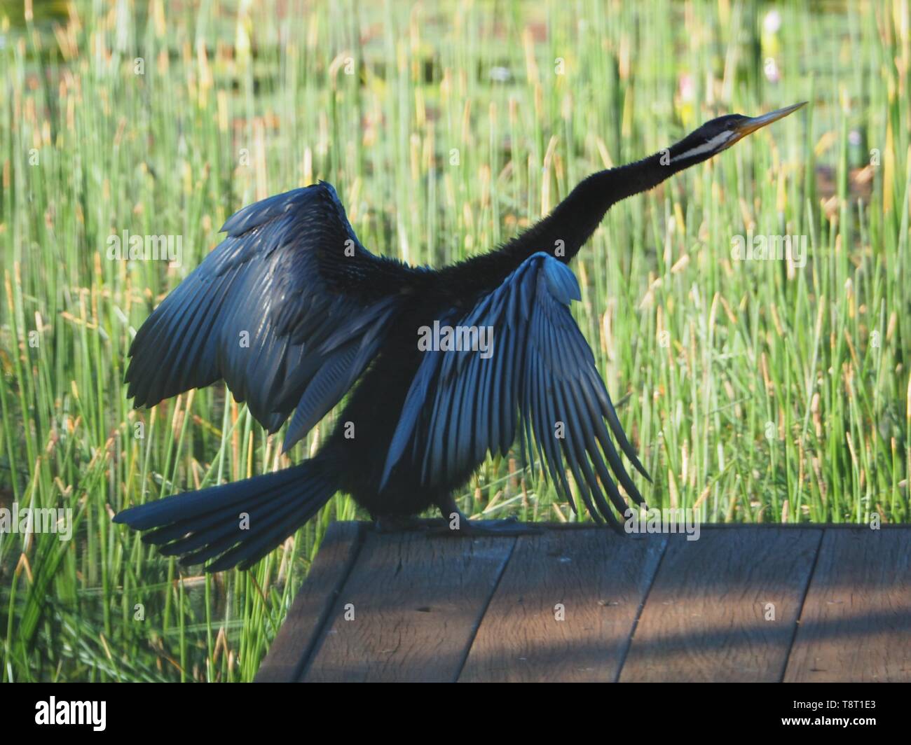 Sticking your neck out and spreading your wigs, Australasian Darter ...