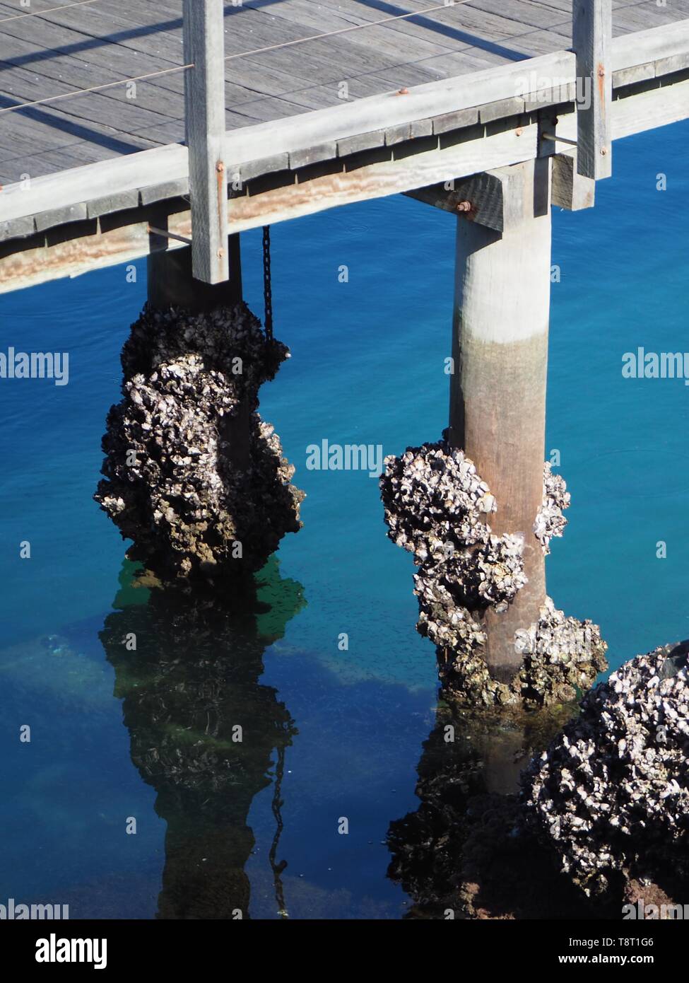 Barnacles on timber pilings at the Jetty Mariner Stock Photo - Alamy
