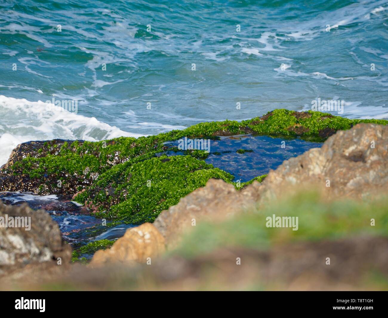 Shades Of Green Moss High Resolution Stock Photography and Images - Alamy