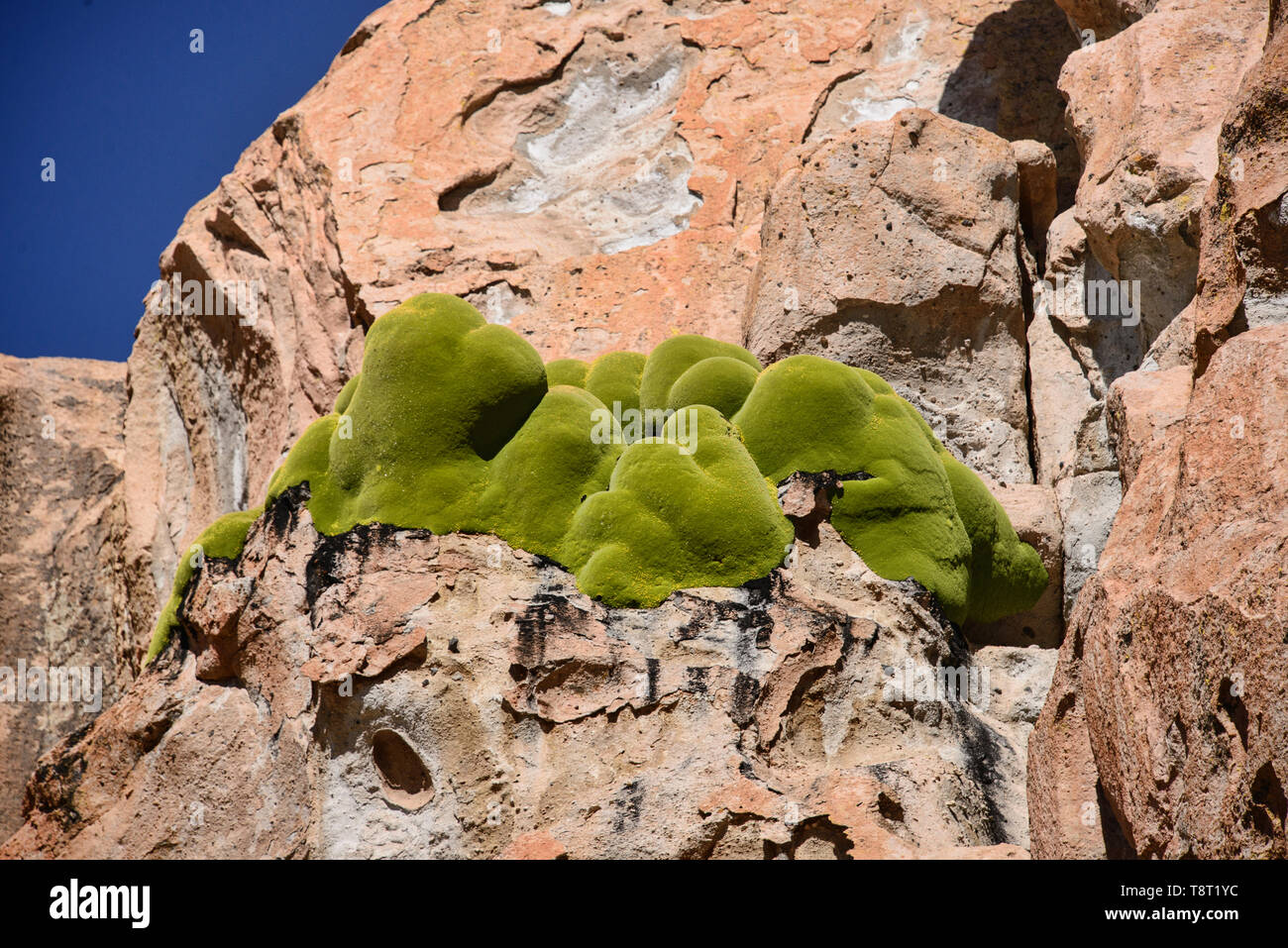 Yareta (llareta) (Azorella compacta), growing in the high desert ...