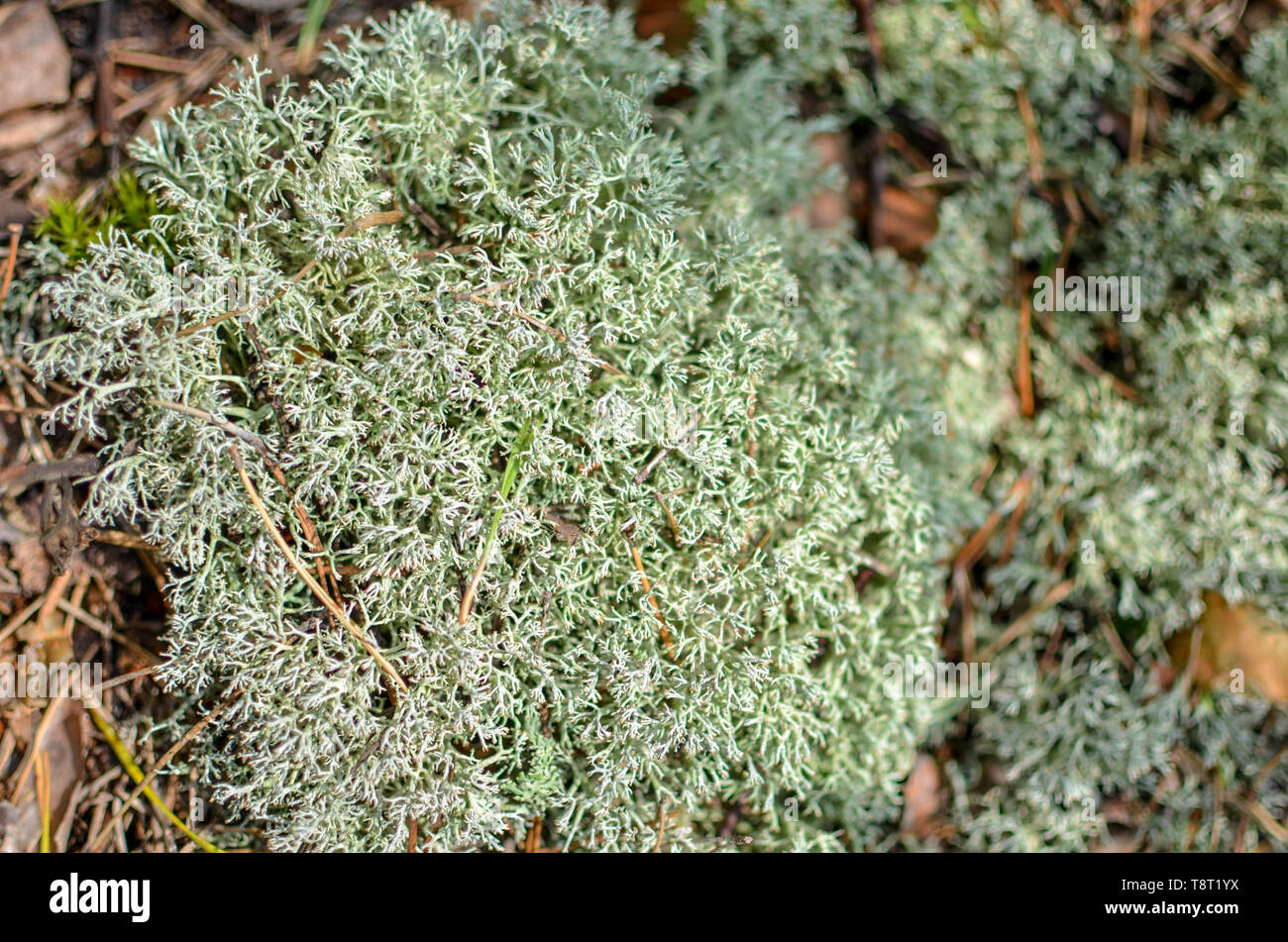 Background of the grass, bumps and moss Stock Photo - Alamy