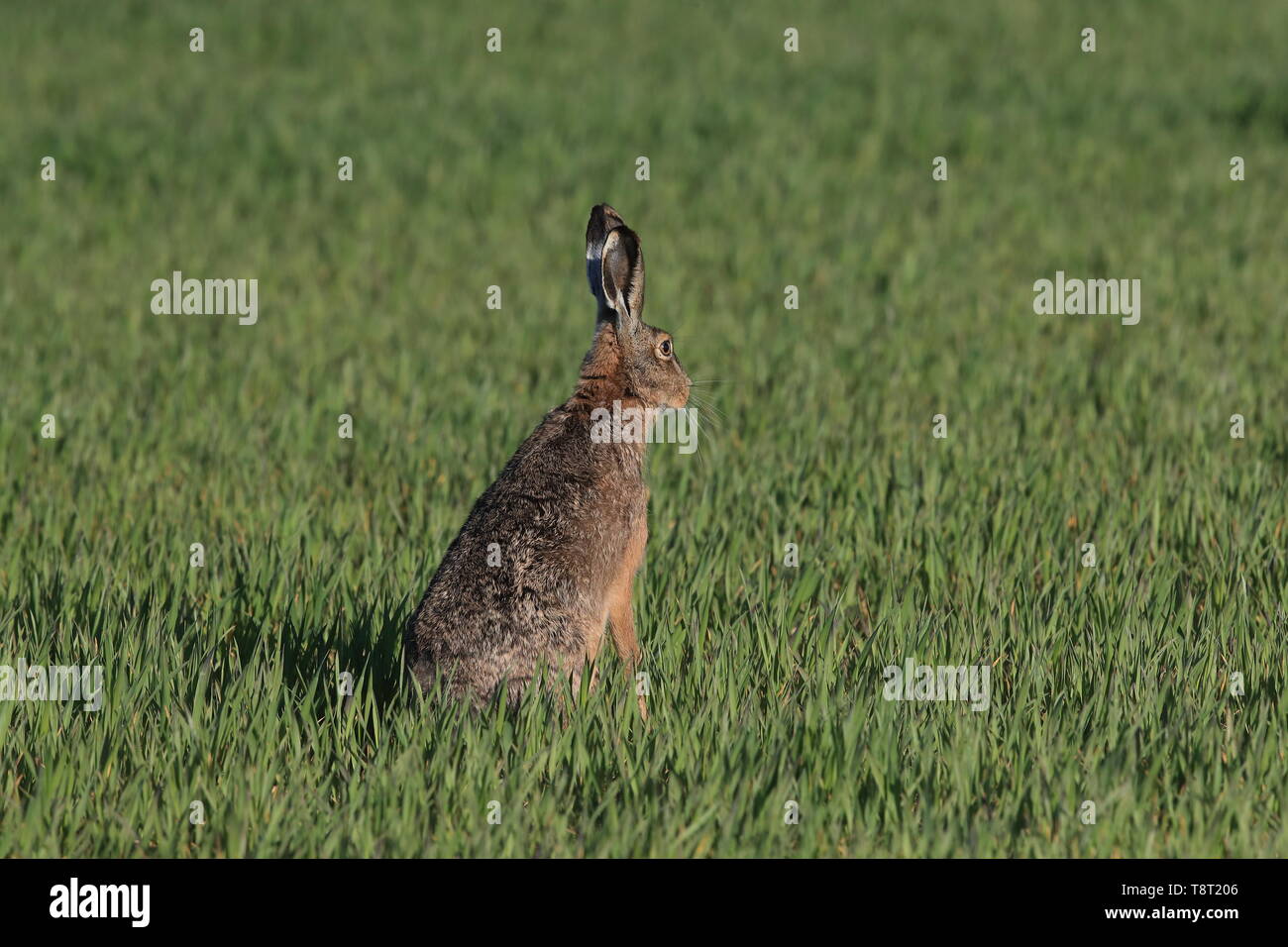 European brown hare (Lepus europaeus) Öland,Sweden Stock Photo - Alamy