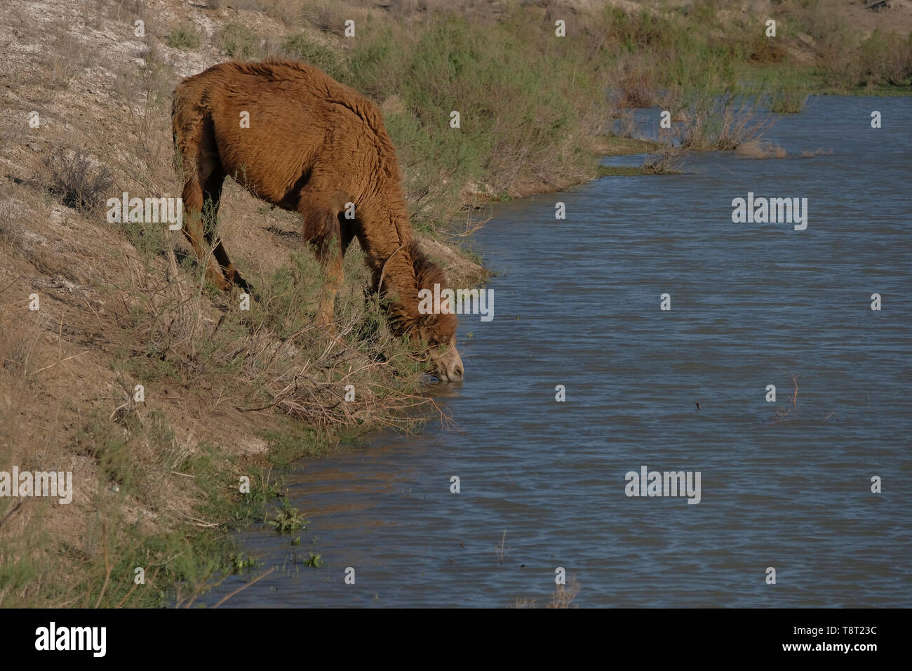 A wild camel drinking water from the Amu Darya, also called the Amu or ...
