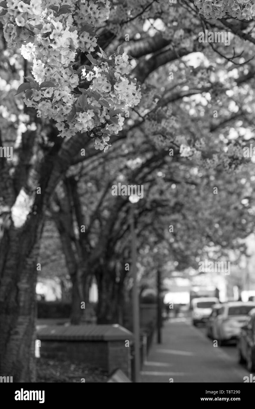 Uk spring landscape Black and White Stock Photos & Images - Alamy