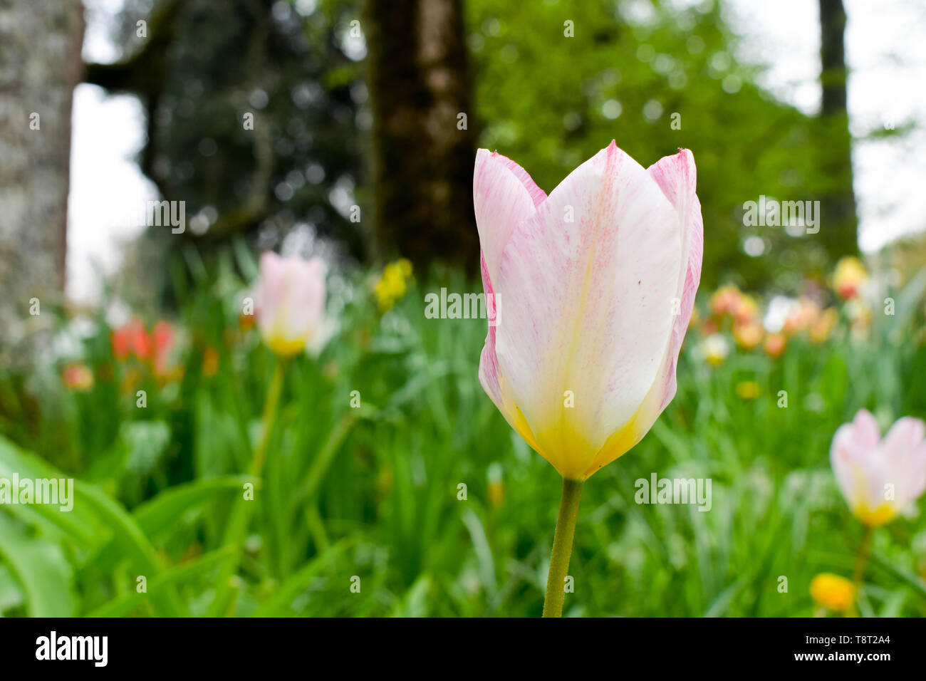 Tulip flower close up Stock Photo - Alamy