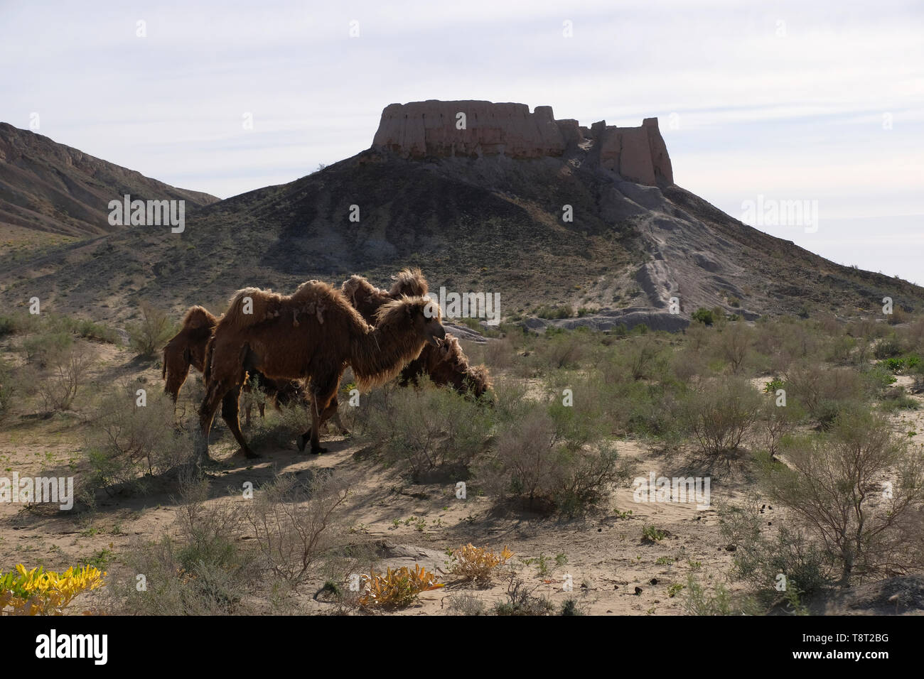 Mongolian castle hi-res stock photography and images - Alamy