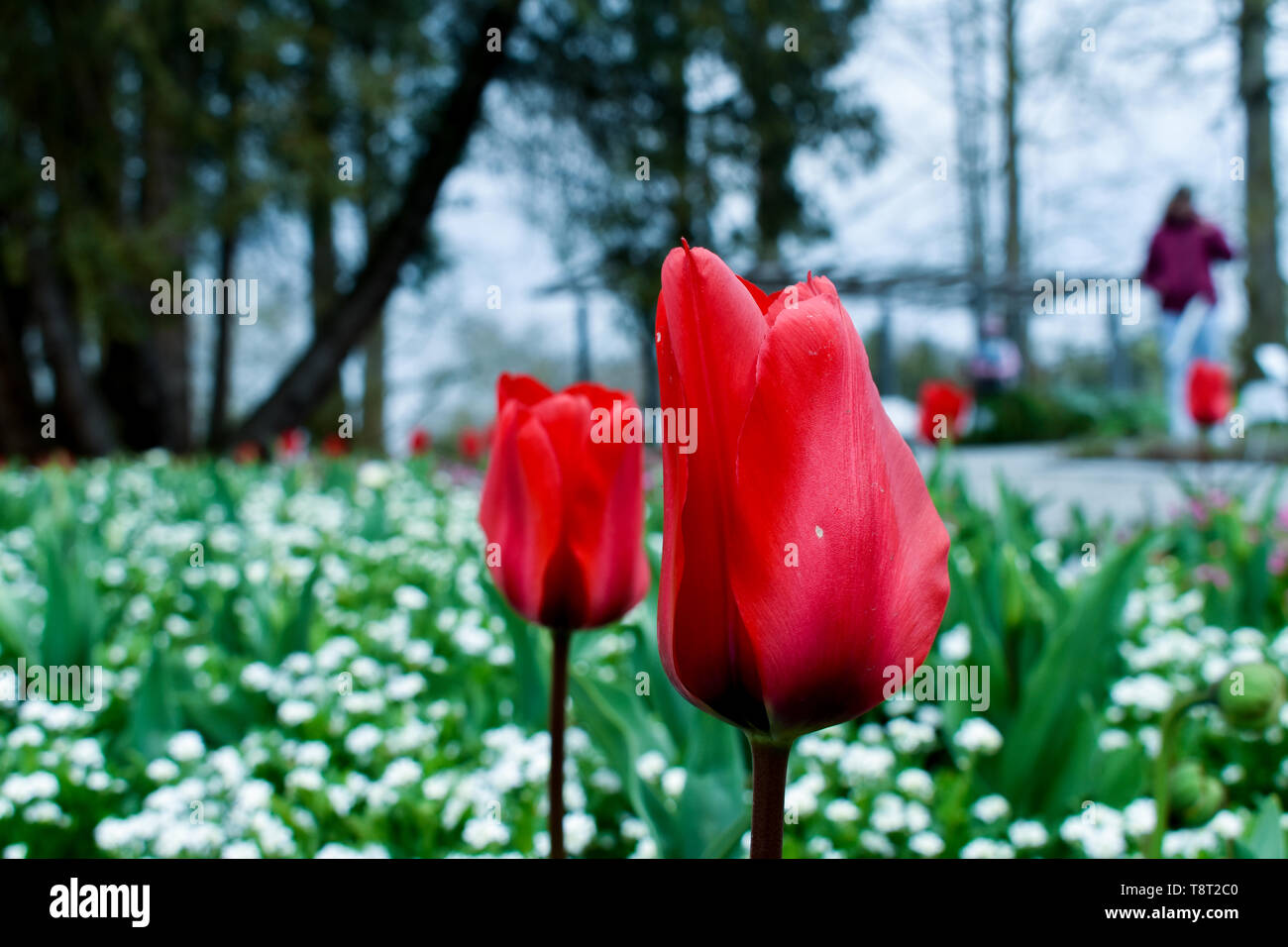 Tulip flower close up Stock Photo - Alamy