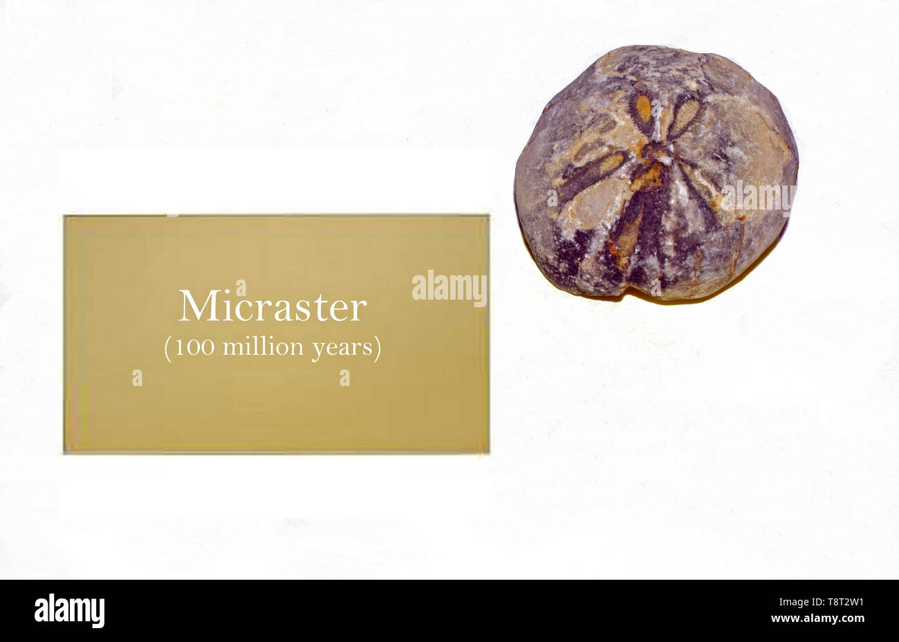 Fossil close up hi-res stock photography and images - Alamy