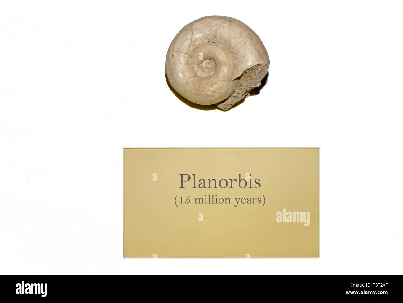 Planorbis hi-res stock photography and images - Alamy