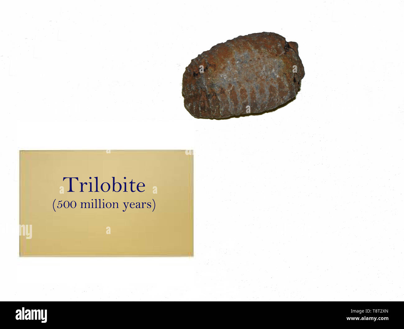 Trilobite fossil shell close-up Stock Photo - Alamy