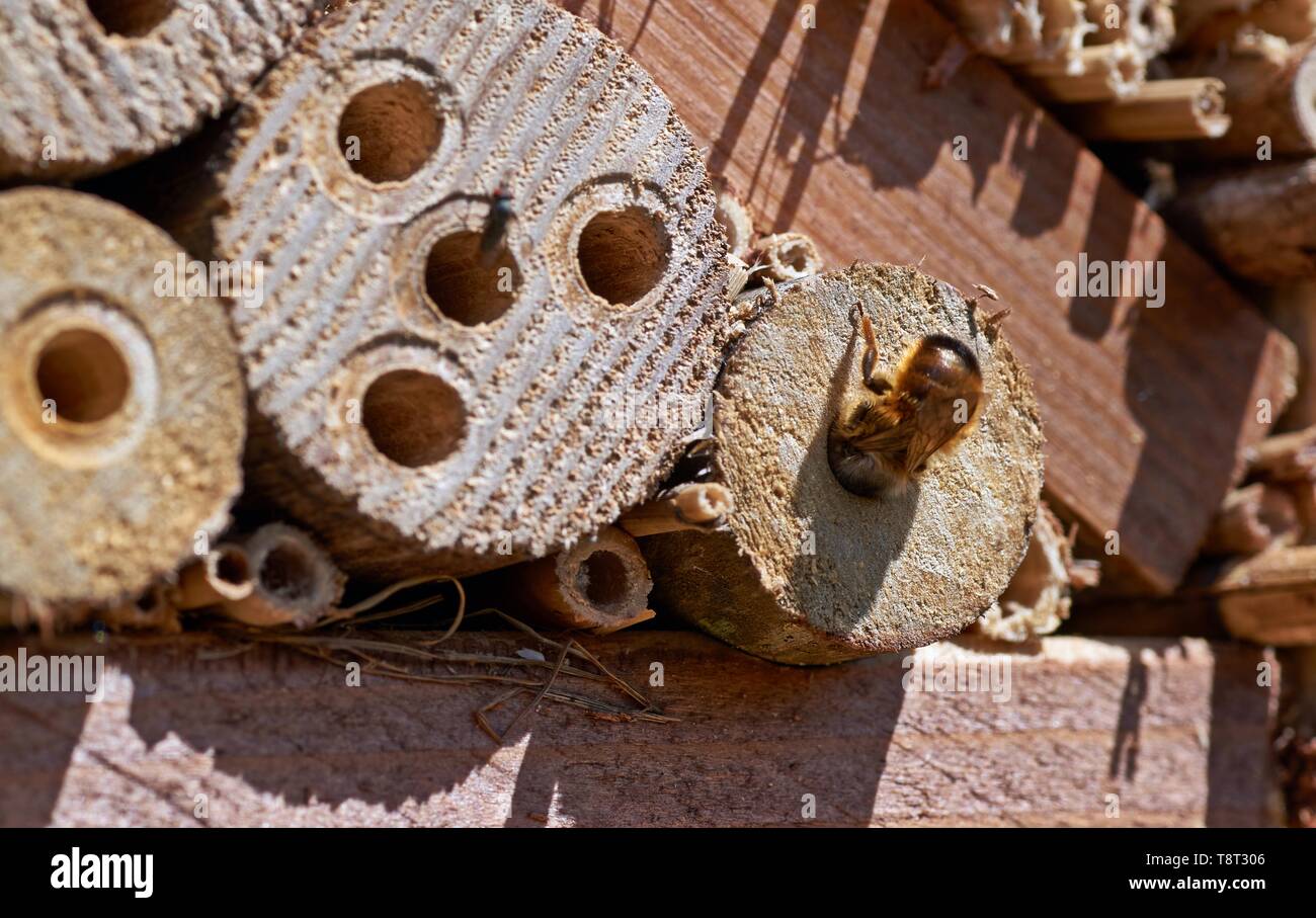 Mason bee house close up hi-res stock photography and images - Alamy