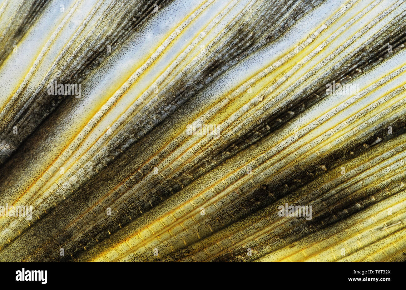 Fish skin with mucus hi-res stock photography and images - Alamy