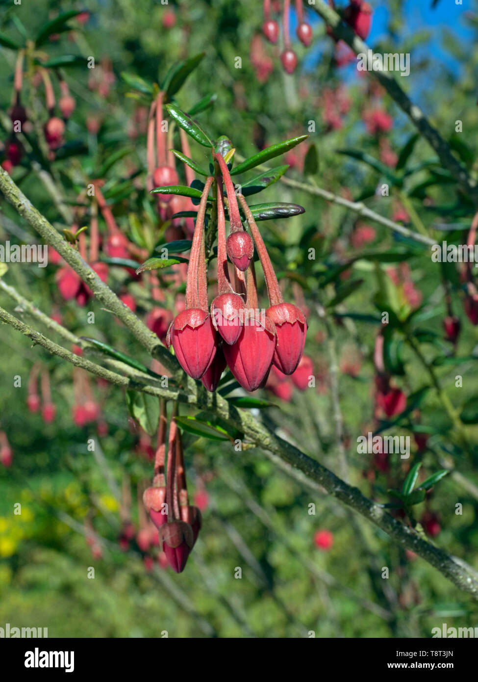 Lantern tree hi-res stock photography and images - Alamy