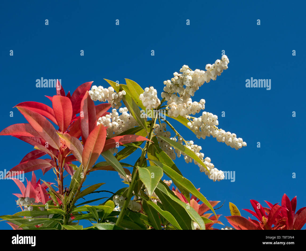Japanese andromeda Pieris japonica 'Forest Flame' Stock Photo - Alamy