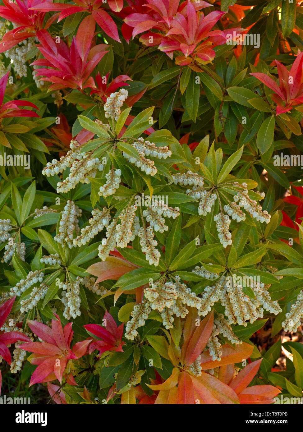 Dwarf japanese andromeda hi-res stock photography and images - Alamy