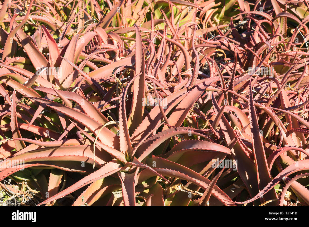 Octopus Teeth High Resolution Stock Photography and Images - Alamy