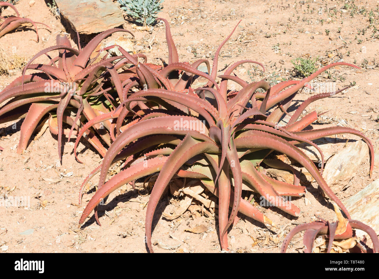 Aloe Valbalenii, (Van Balen's Aloe, Crawling Octopus) with its ...
