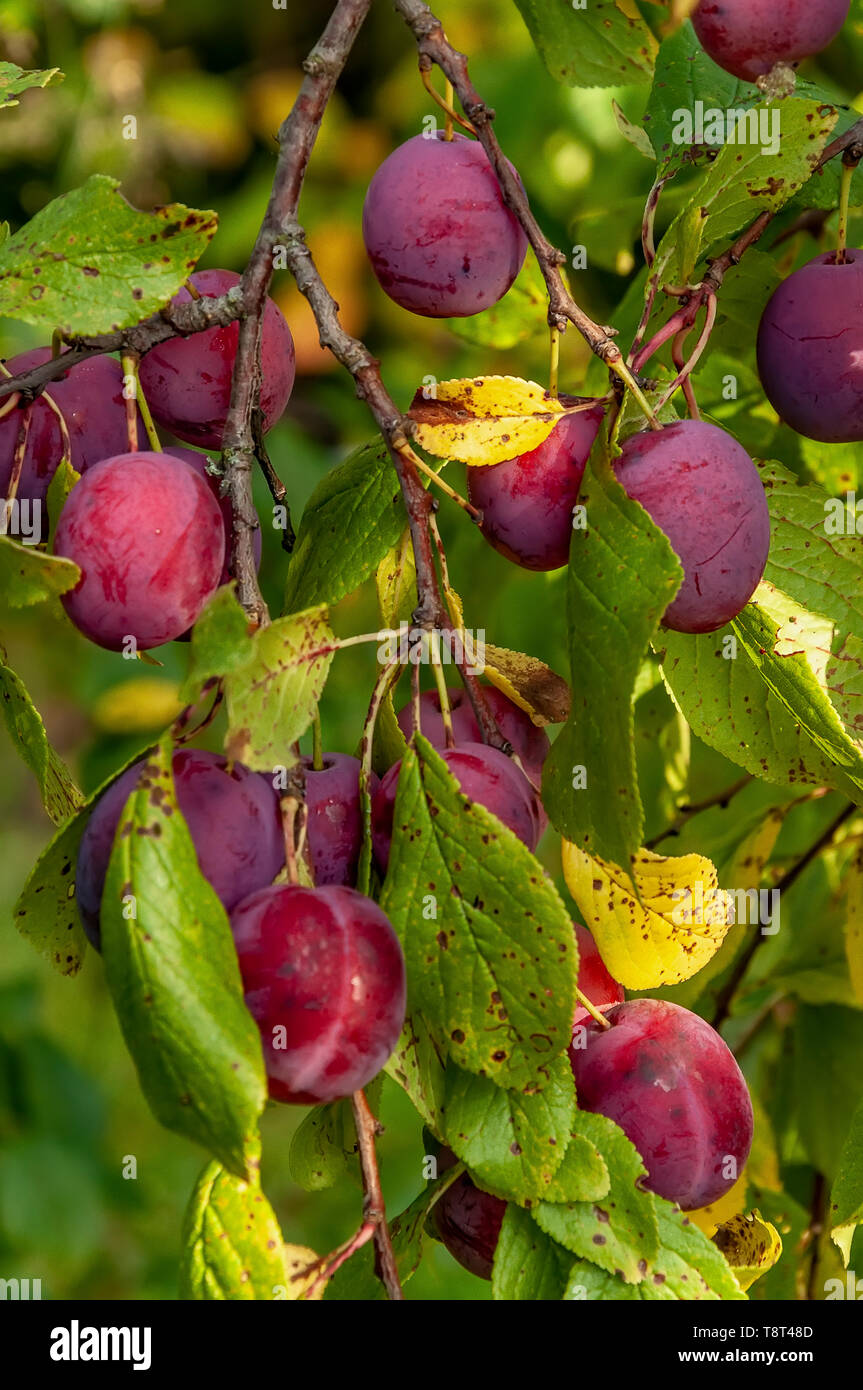 Branch with ripe red plums in the suburban area Stock Photo - Alamy