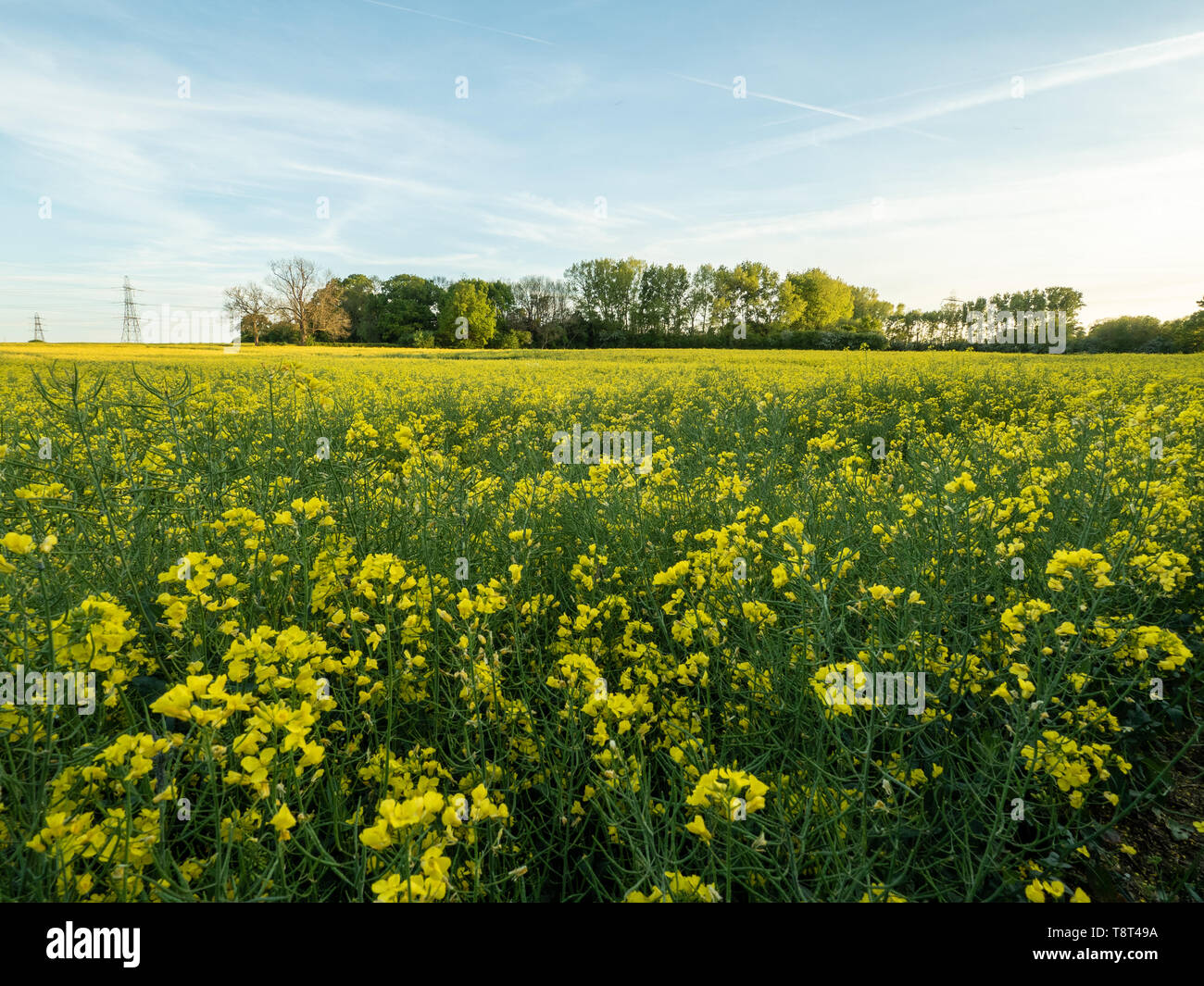 Rapeseed village hi-res stock photography and images - Alamy