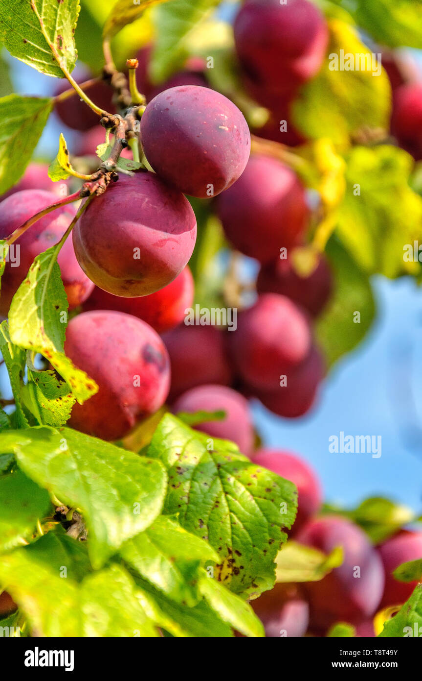 Branch with ripe red plums in the suburban area Stock Photo - Alamy