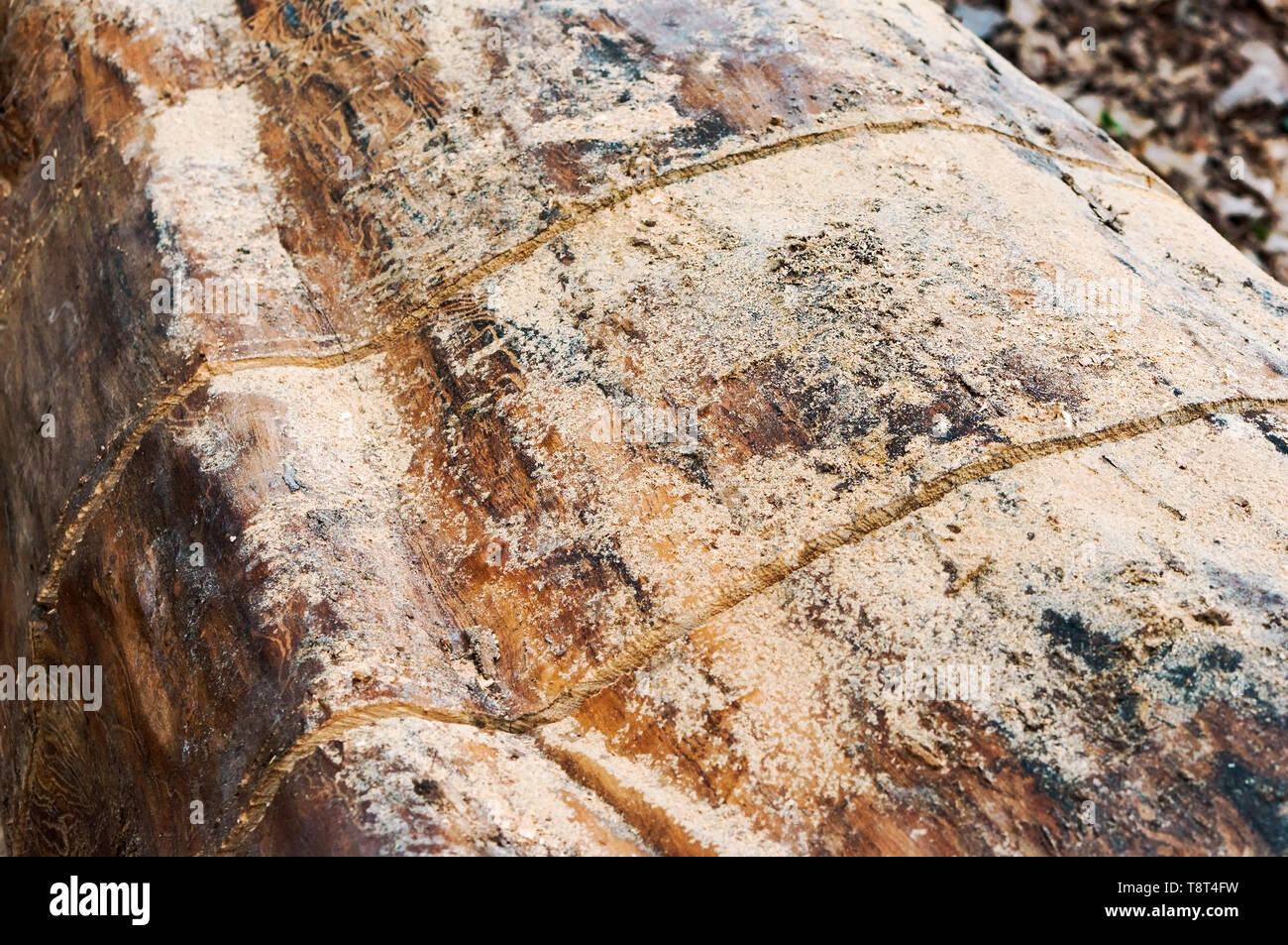 cut on a tree trunk, line cut on a log Stock Photo - Alamy