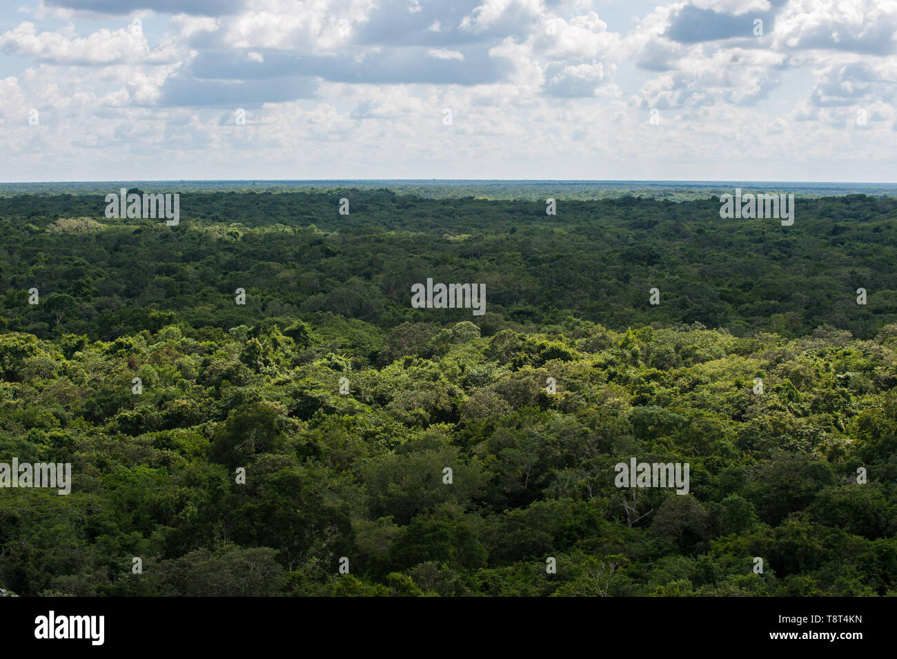 Selva maya hi-res stock photography and images - Alamy