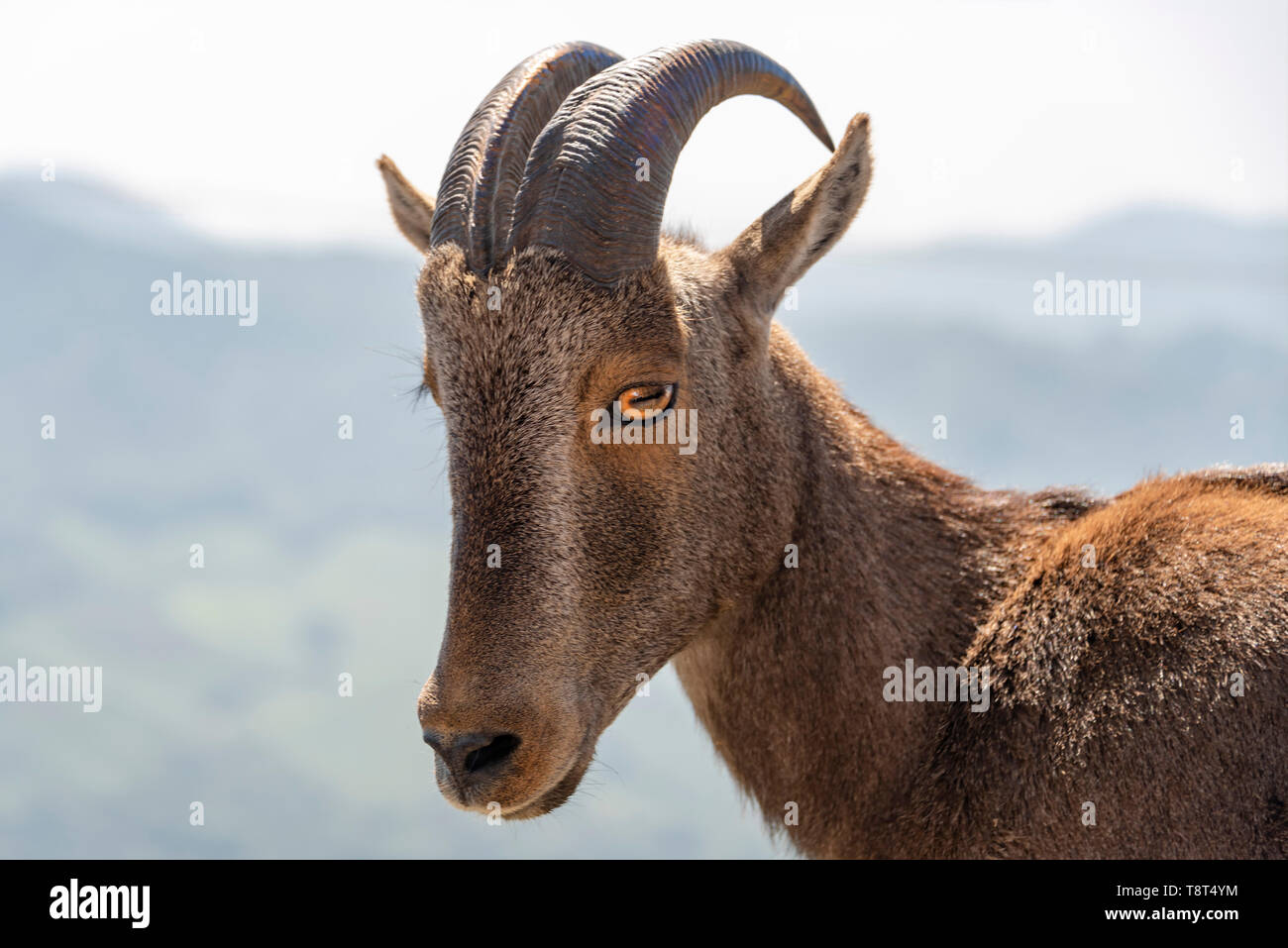 Nilgiri tahr hi-res stock photography and images - Alamy