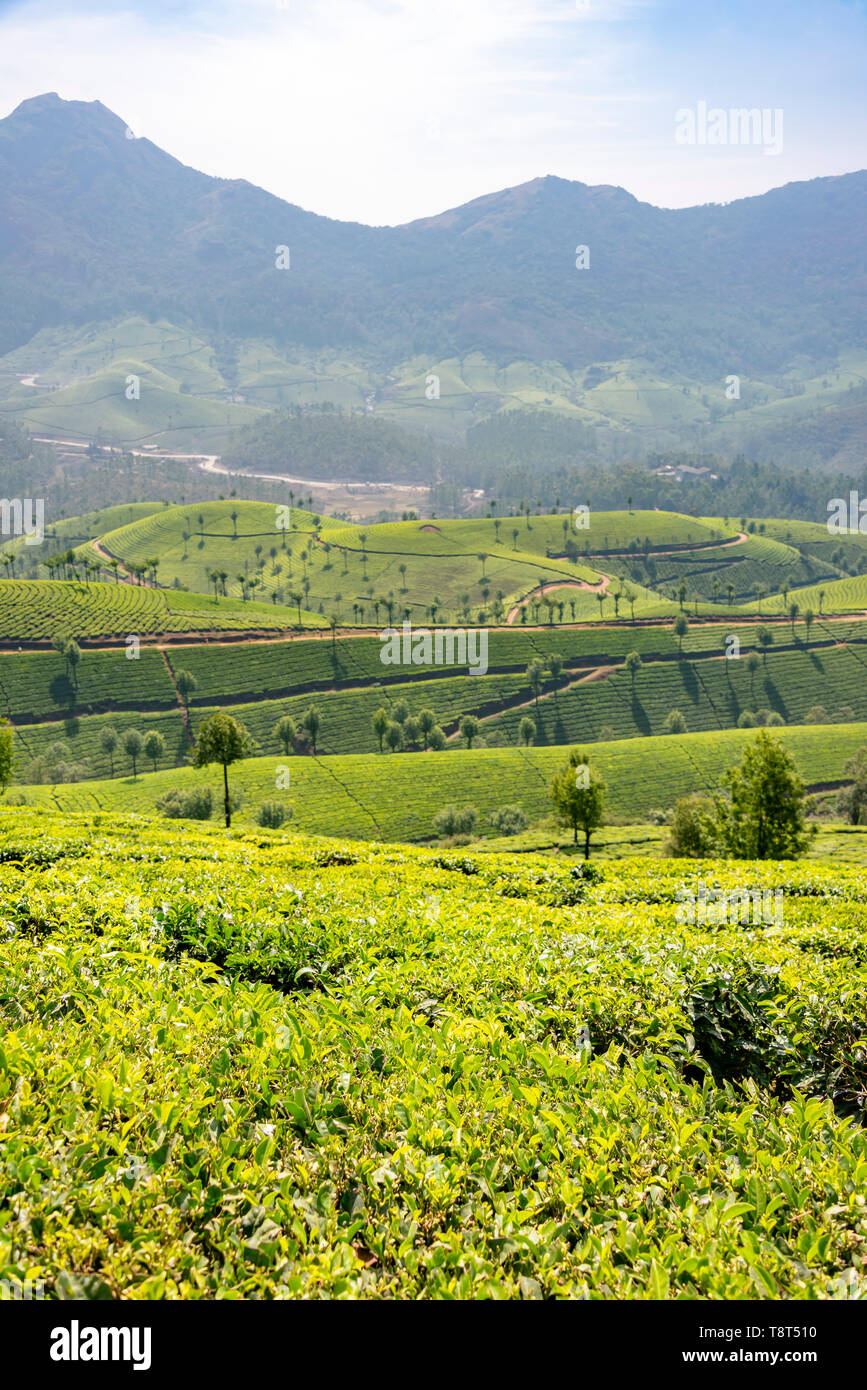Breathtaking view tea plantations in hi-res stock photography and ...