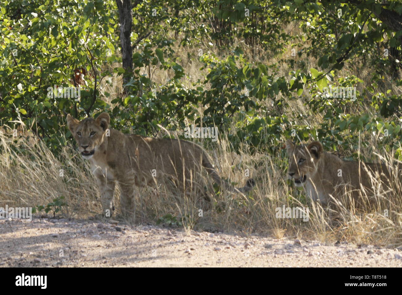 Lion cubs coming out of the bush Stock Photo - Alamy