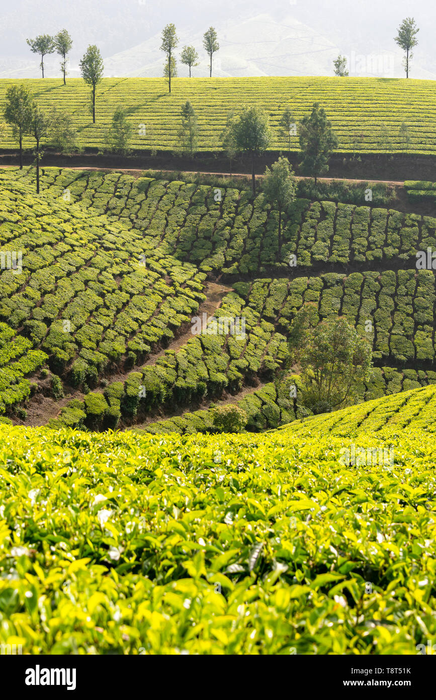 Vertical view of tea plantations in Munnar, India Stock Photo - Alamy