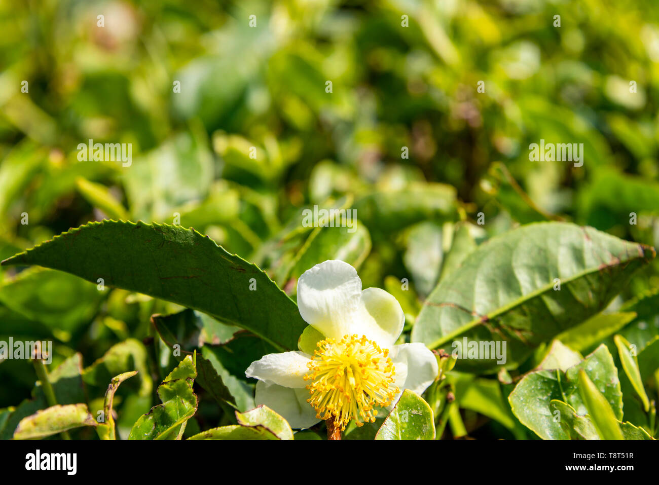 Horizontal close up of tea flower growing on a plantation in Munnar ...